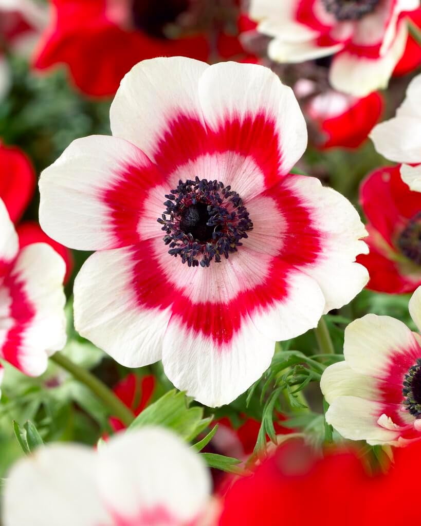 CZ Grain Duet Anemone Bulbs, Easy to Grow, Perennial Spring Flower ...