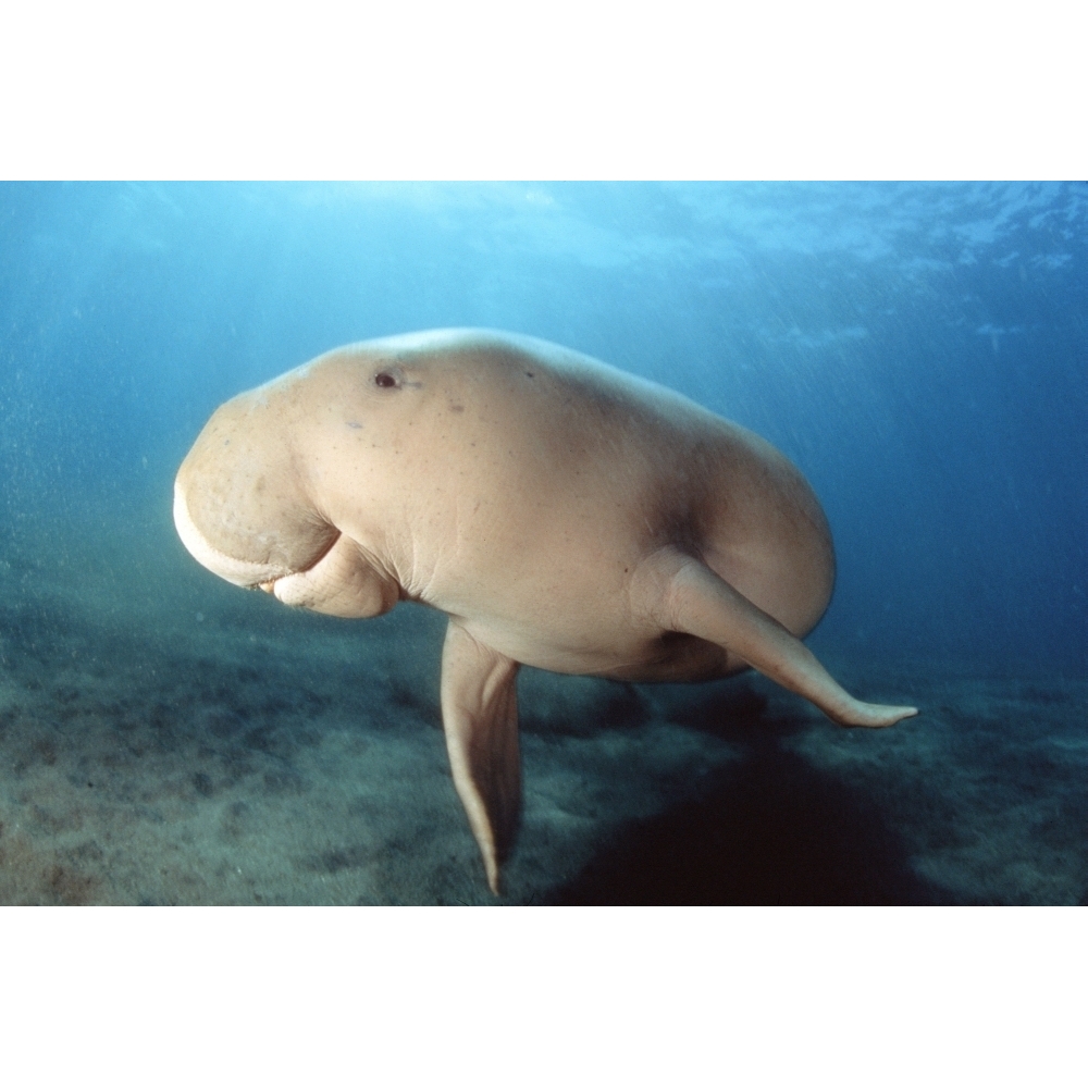 Dugong (Dugong Dugon) swimming underwater; Indonesia Poster Print (38 x ...