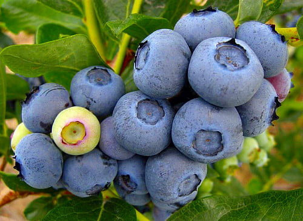 Duke Blueberry Plant - Early Ripening - 2.5" Pot - No Shipping to ...