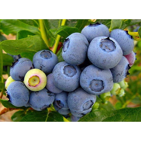 Duke Blueberry Plant - Early Ripening - 2.5" Pot - No Shipping to ...