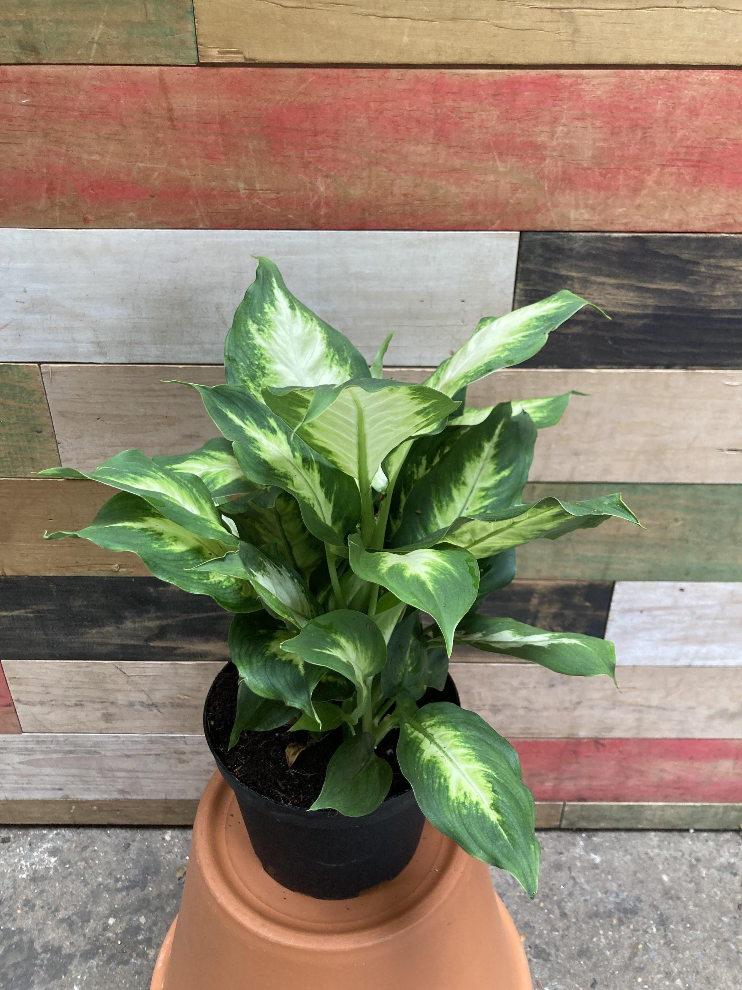 Dumb Cane-Assorted-Lush Variegated Leaves 10" Pot - Walmart.com
