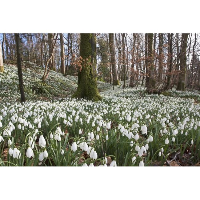 Dumfries Scotland; Snowdrops Poster Print - Walmart.com