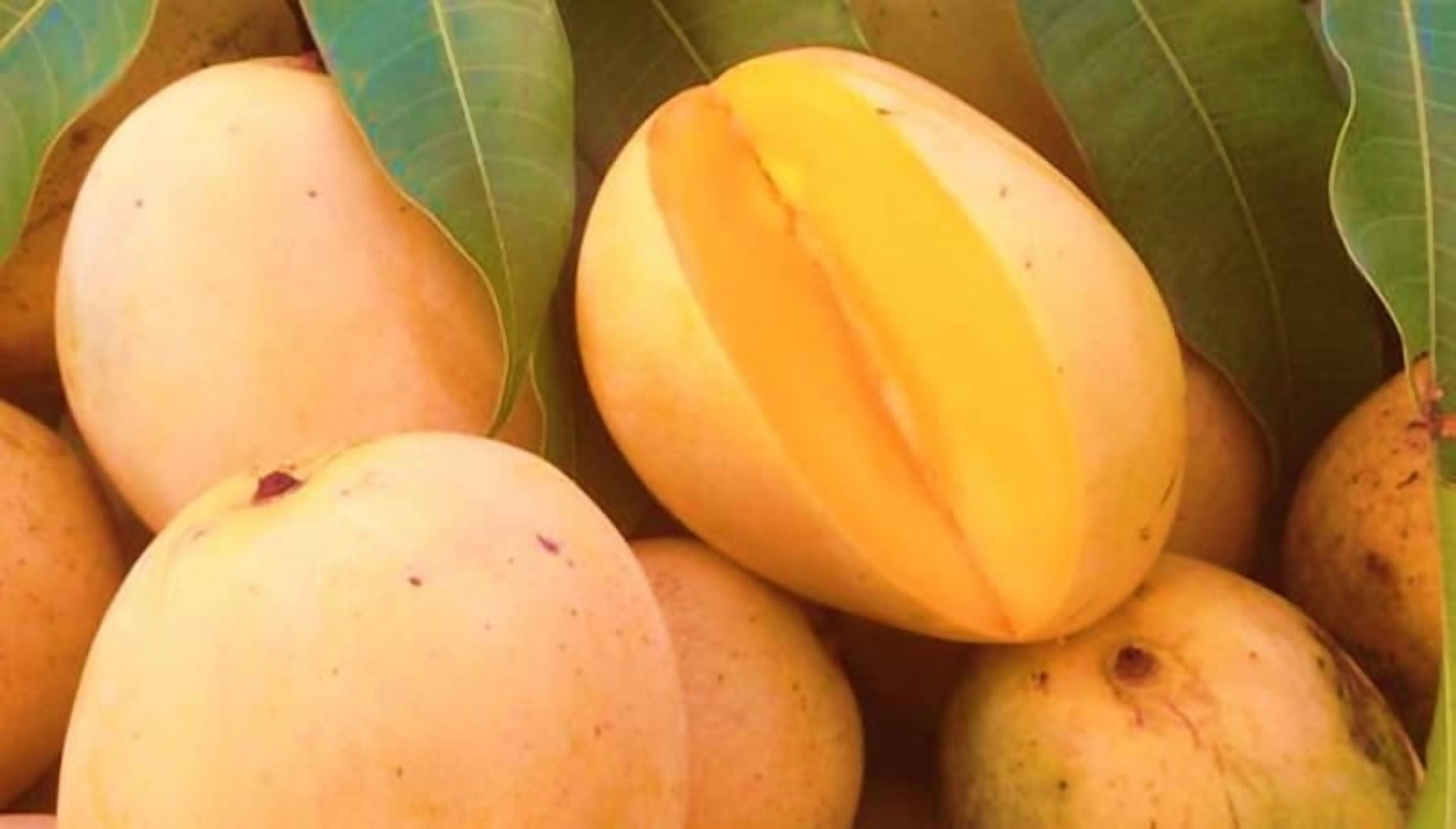 Duncan Mango TREE GRAFTED (2-4 Feet Tall). Ship to all states - Walmart.com
