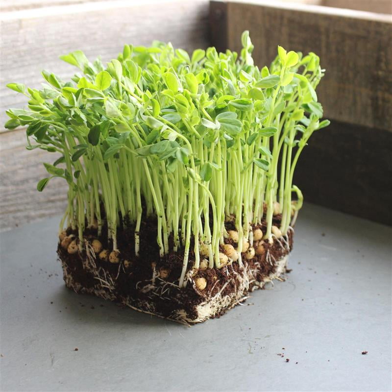 Organic Dundale (Dun) Pea Seed 1 Lb ~2,640 Seeds – Non-GMO, Open ...