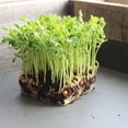 Organic Dundale (Dun) Pea Seed 4 Oz ~660 Seeds – Non-GMO, Open ...