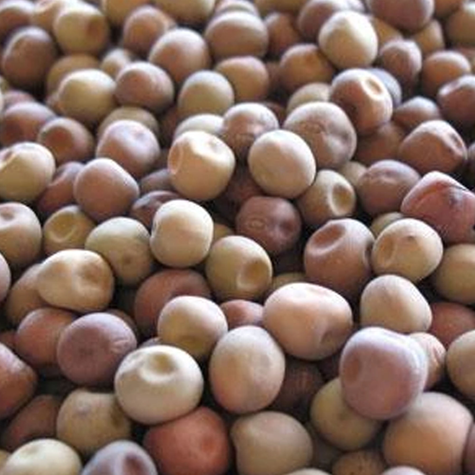 Dundale Pea - 1 LB ~2,000 Seeds - Non-GMO, Heirloom, Open Pollinated ...