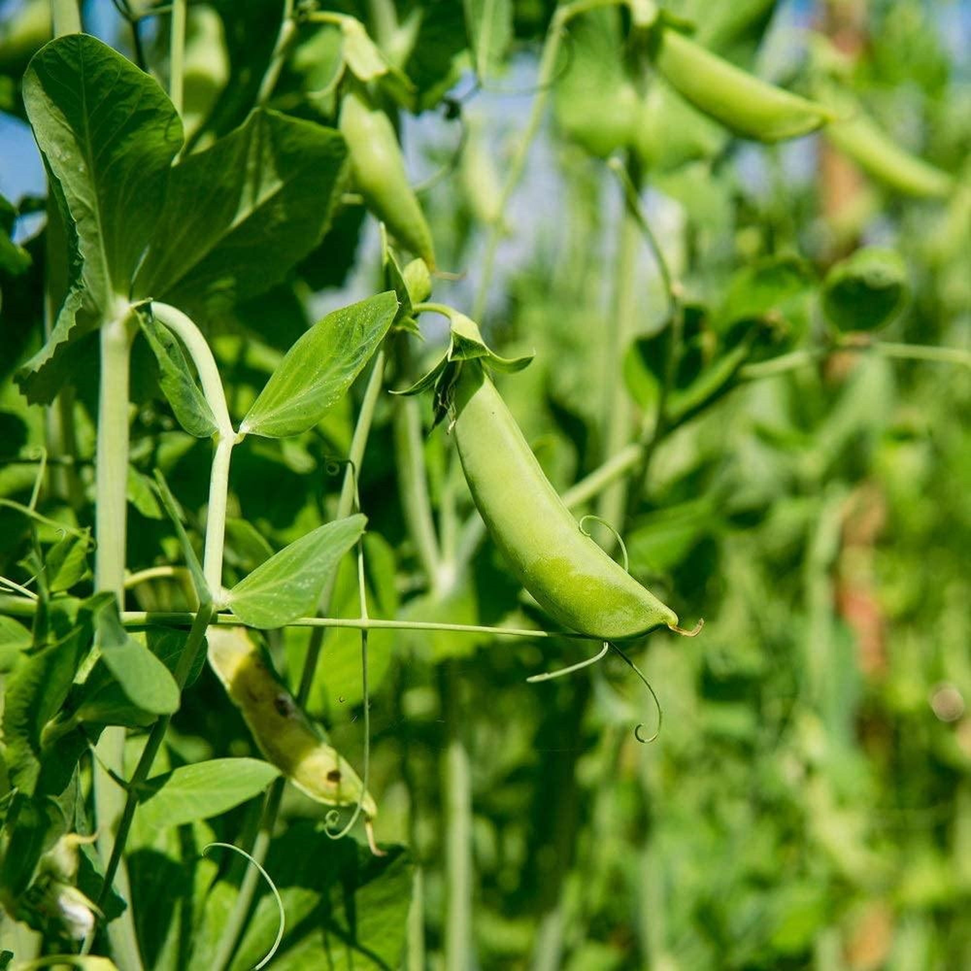 Dundale Pea Seeds, 500 Seeds Heirloom, Non GMO, Delicious Peas ...