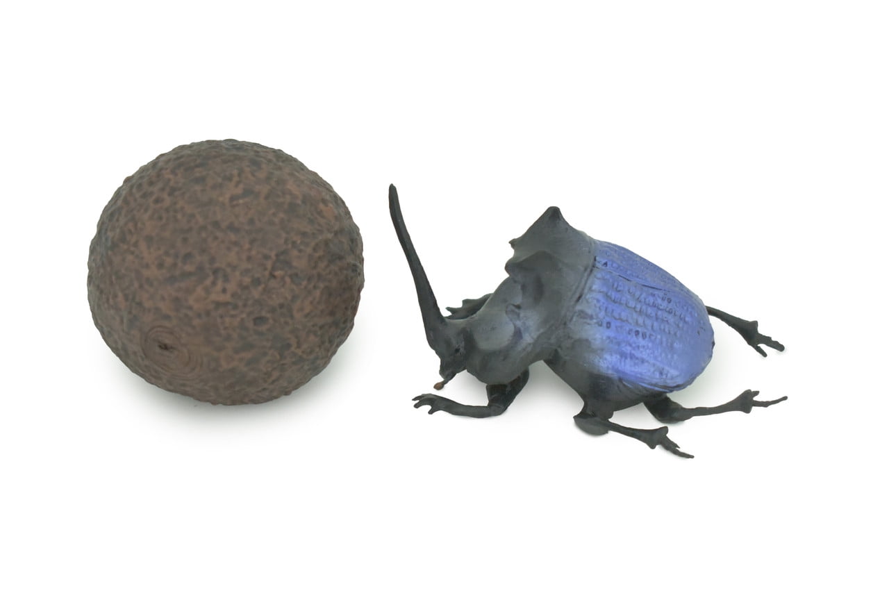 Dung Beetle, Poop, Scarabaeoidea, 2 pieces, Museum Quality, Hand ...