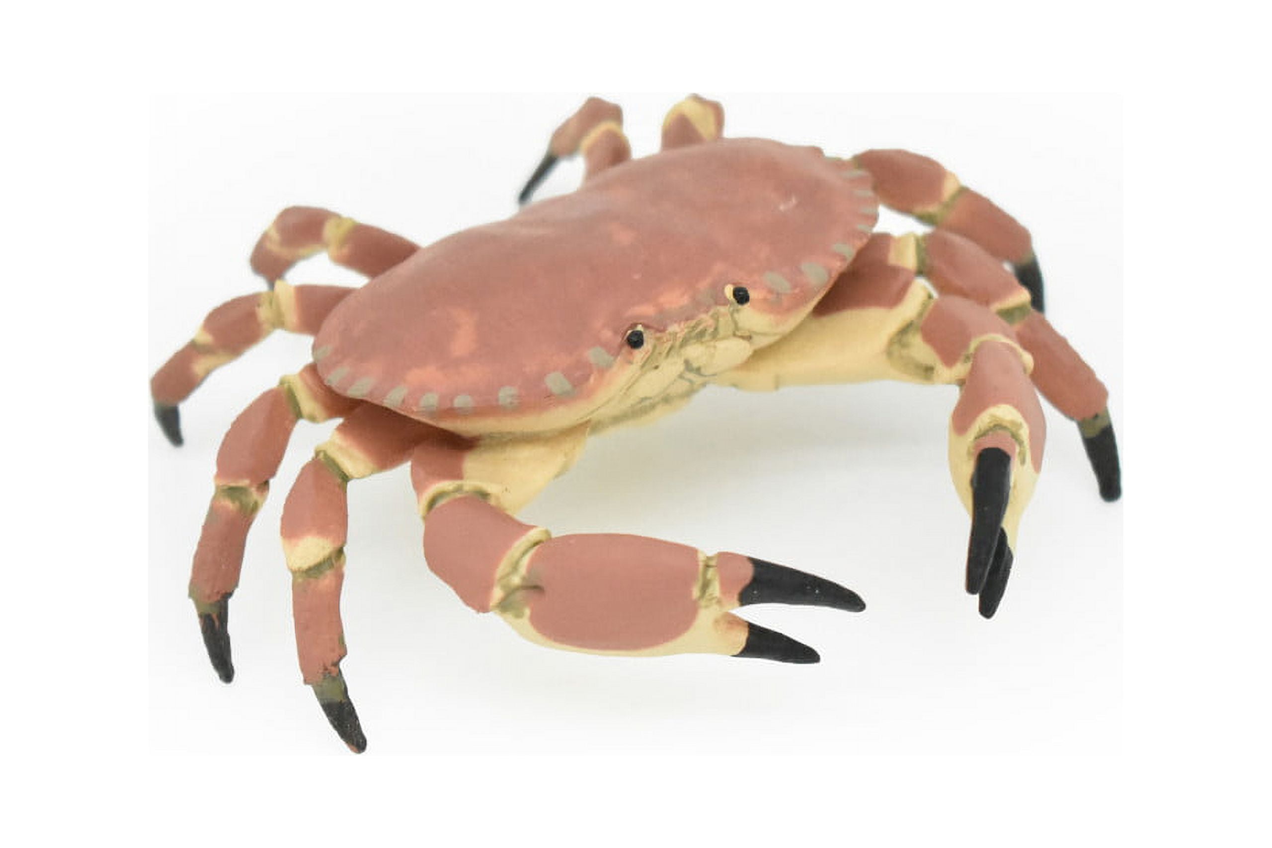 Dungeness Crab Toy Animal, Realistic Rubber Replica, Hand Painted ...
