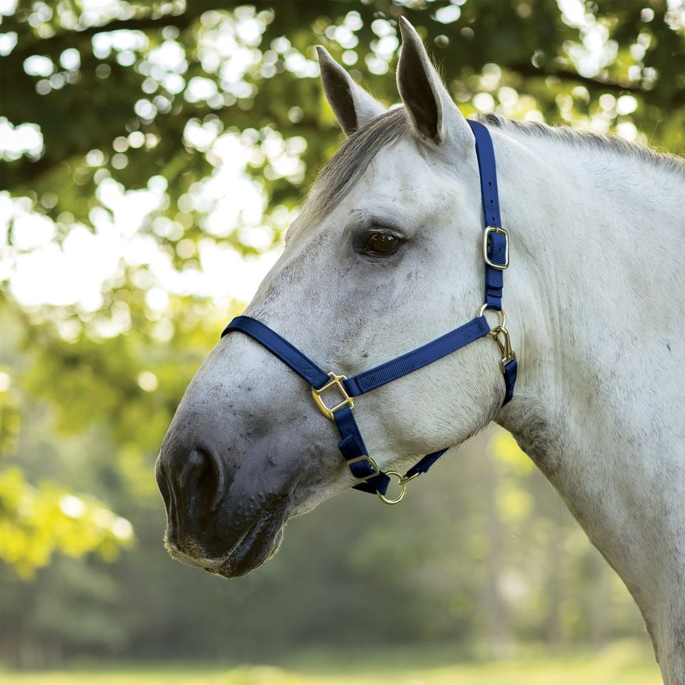 Dura-Tech Draft Horse Nylon Halter | Custom Fit for Draft Horses | Navy ...