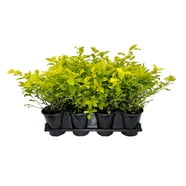 Ligustrum Japonicum 'Howardi' - 10 Live Plants - Evergreen Privacy ...