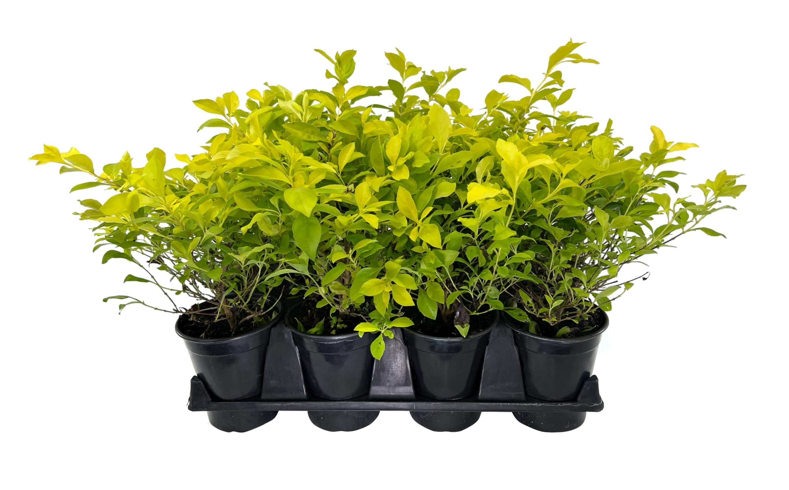 Duranta Gold Mound 5 Live Quart Size Plants Duranta Erecta 'Gold Mound ...
