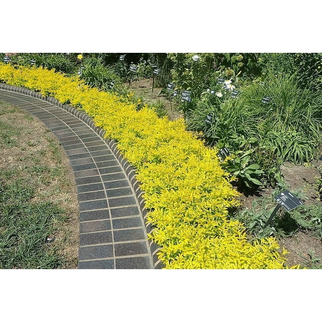 Duranta Gold Mound 5 Live Quart Size Plants Duranta Erecta 'Gold Mound ...