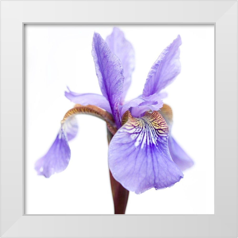 Durnberger, Sonja 26x26 White Modern Wood Framed Museum Art Print ...