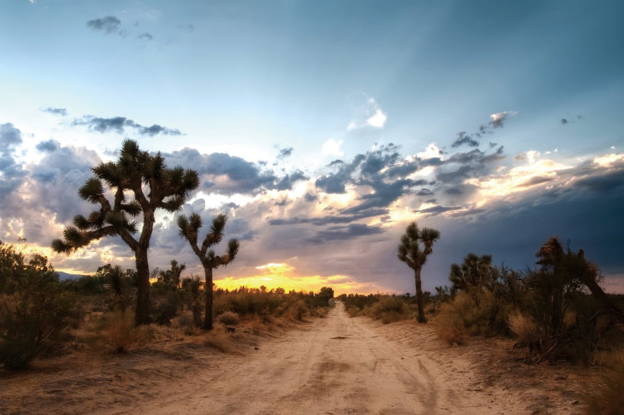 Dusk Desert Terrarium Background Blue Sky Cactuses Pine Needle Tree ...