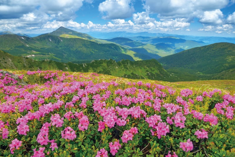 Dusk Prairie Forest Scenic Photography Background Sunset Glow Pink ...