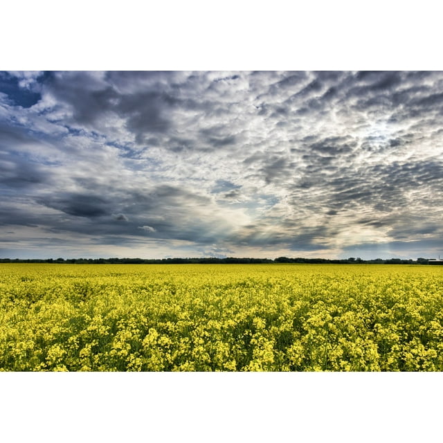 Dusk Prairie Forest Scenic Photography Background Sunset Glow Pink ...