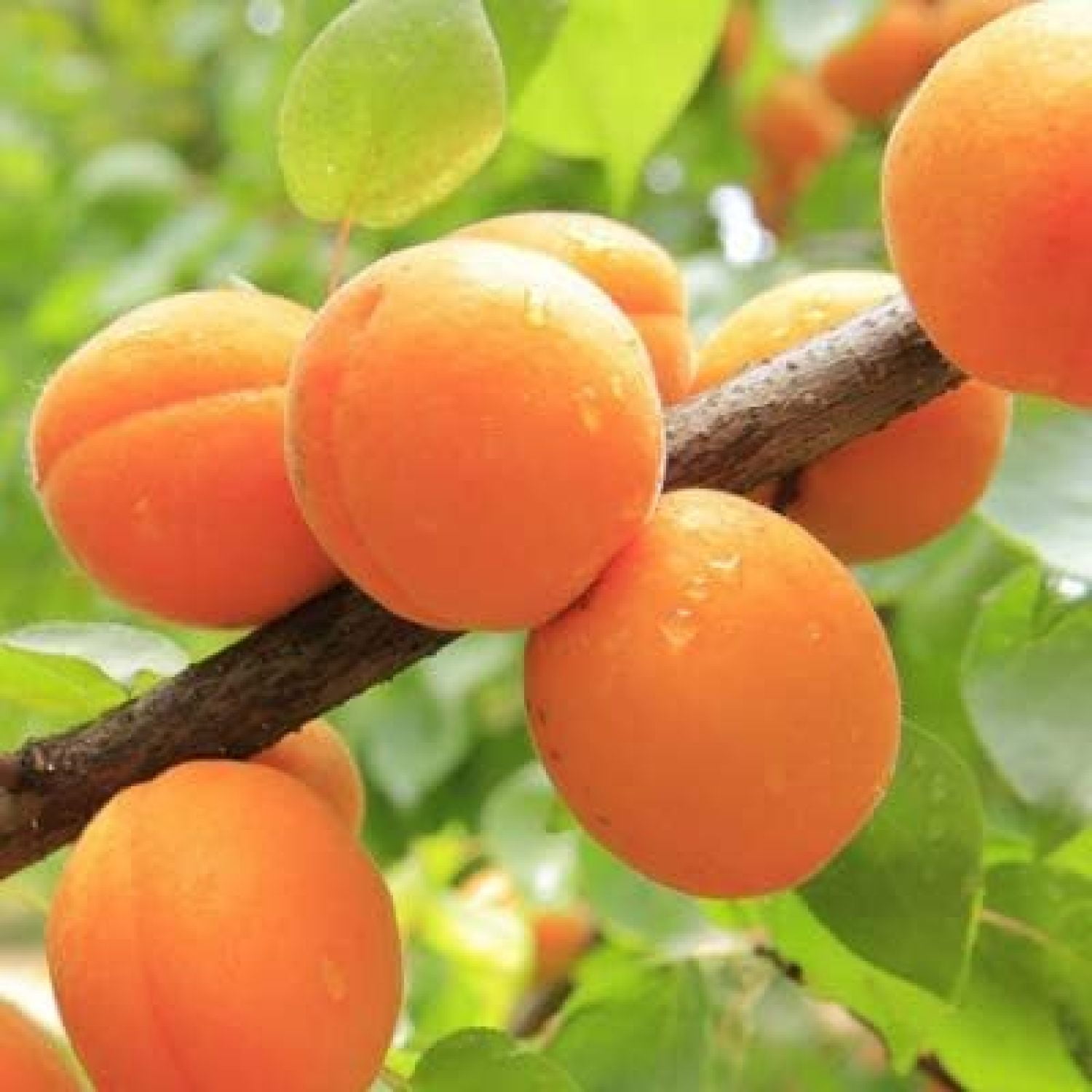 Dust Pool Cover Protector, Solar Cover for Round Frame Pools, Pool ...