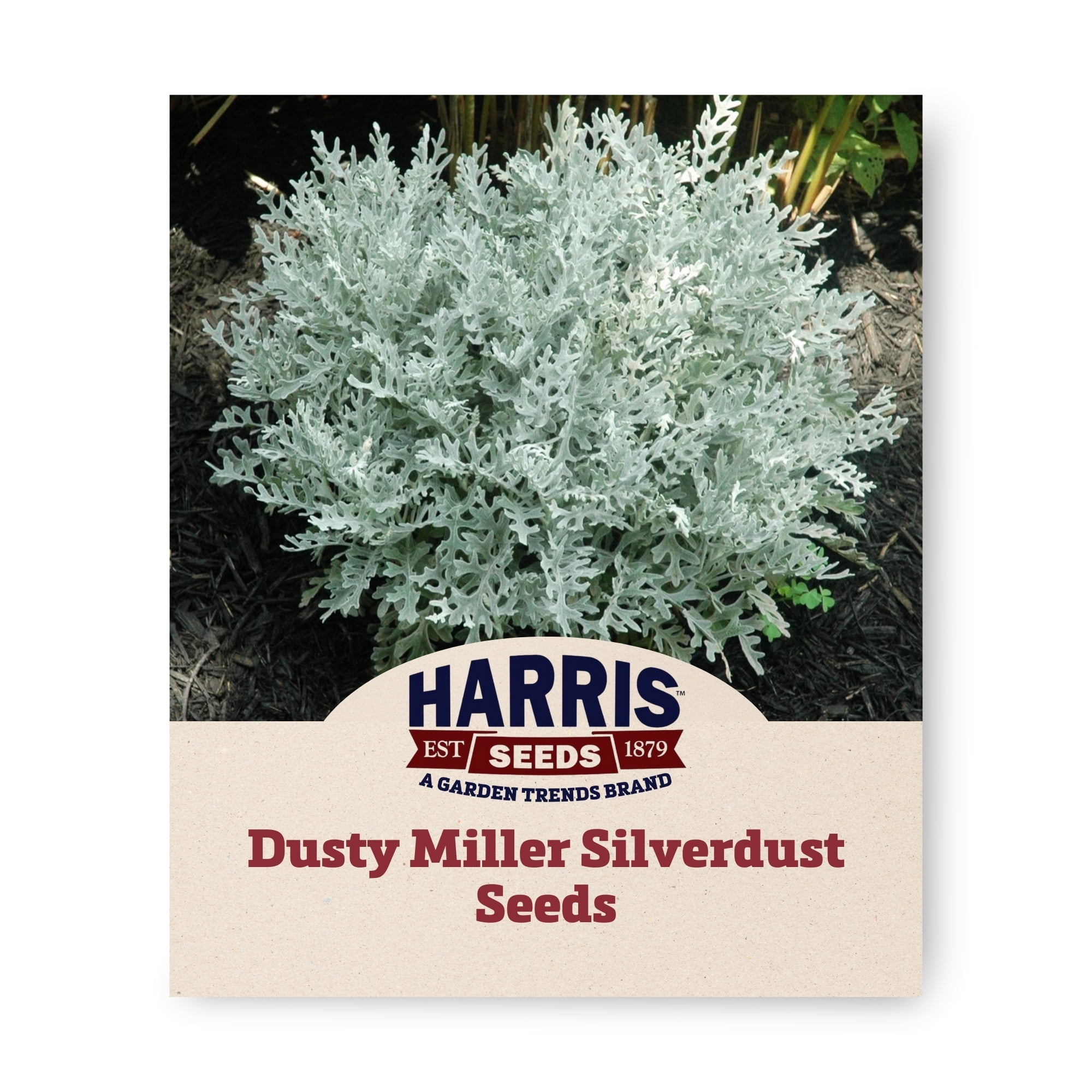 Harris Seeds - Dusty Miller Silverdust | Silvery-White Foliage Flower ...