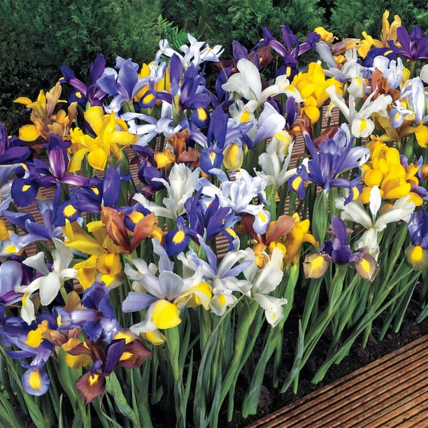 Dutch Iris Dormant Spring Flowering Bulb Mixture 50 Pack - Walmart ...