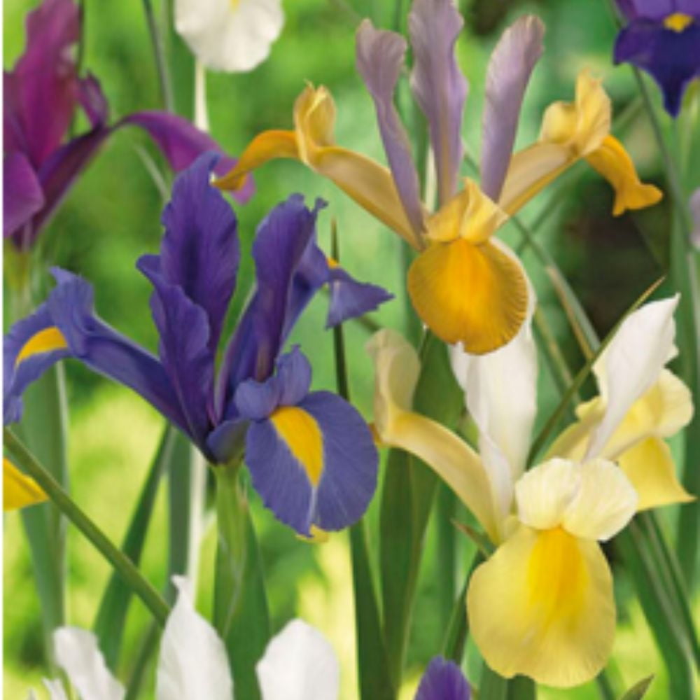 Dutch Iris Mix - 30 Bulbs - Walmart.com