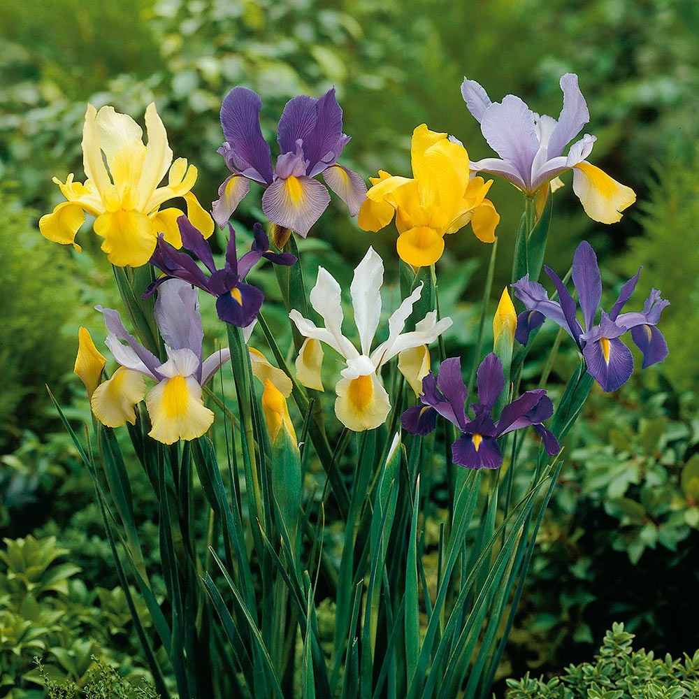 How Audacious Siberian Iris - Violet, Lilac, White and Gold - 4" Pot ...