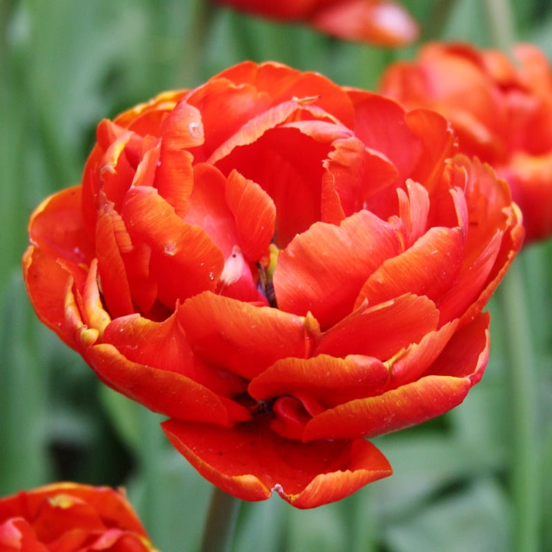 Monarch Double Tulip Flower Bulbs - 10 Bulbs per Pack - Good as Cut ...