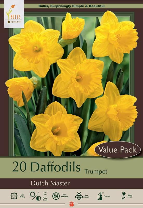 Dutch Master Daffodil 20 Bulbs - 14/16 cm Bulbs - Value Size - Walmart.com