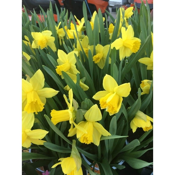 K Van Bourgondien Bulbs