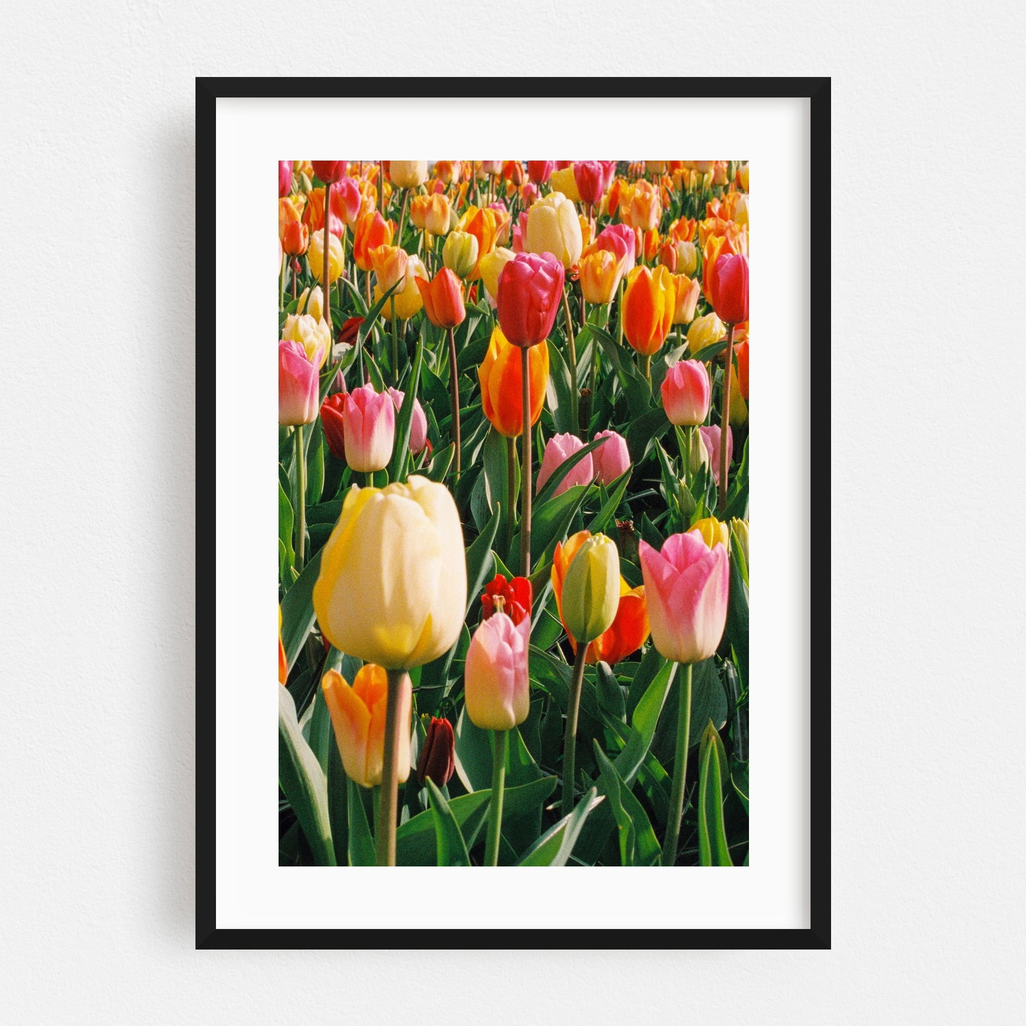 Dutch Tulip Field № 1 - Sassenheim South Holland Netherlands ...