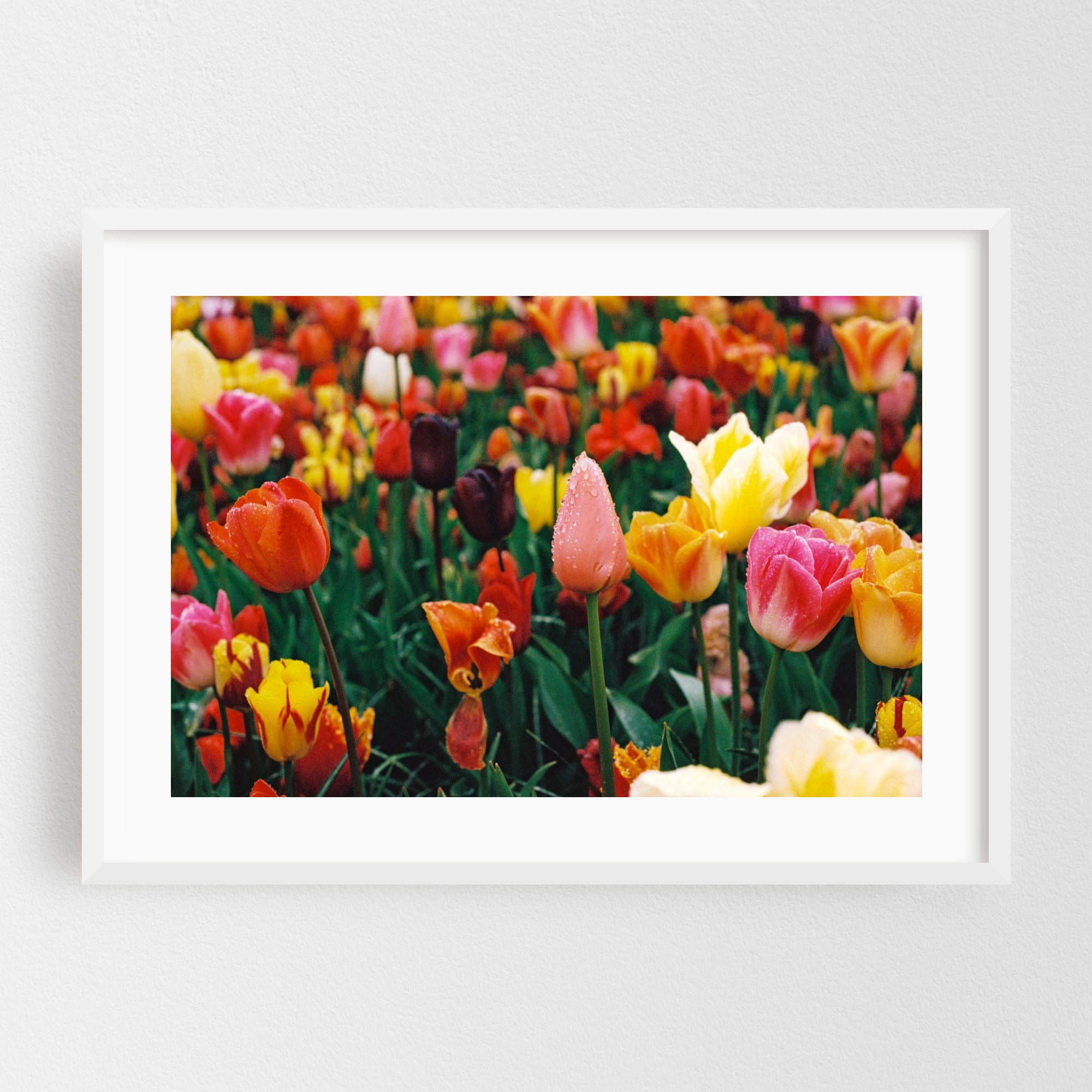 Dutch Tulip Field № 2 - Sassenheim South Holland Netherlands ...