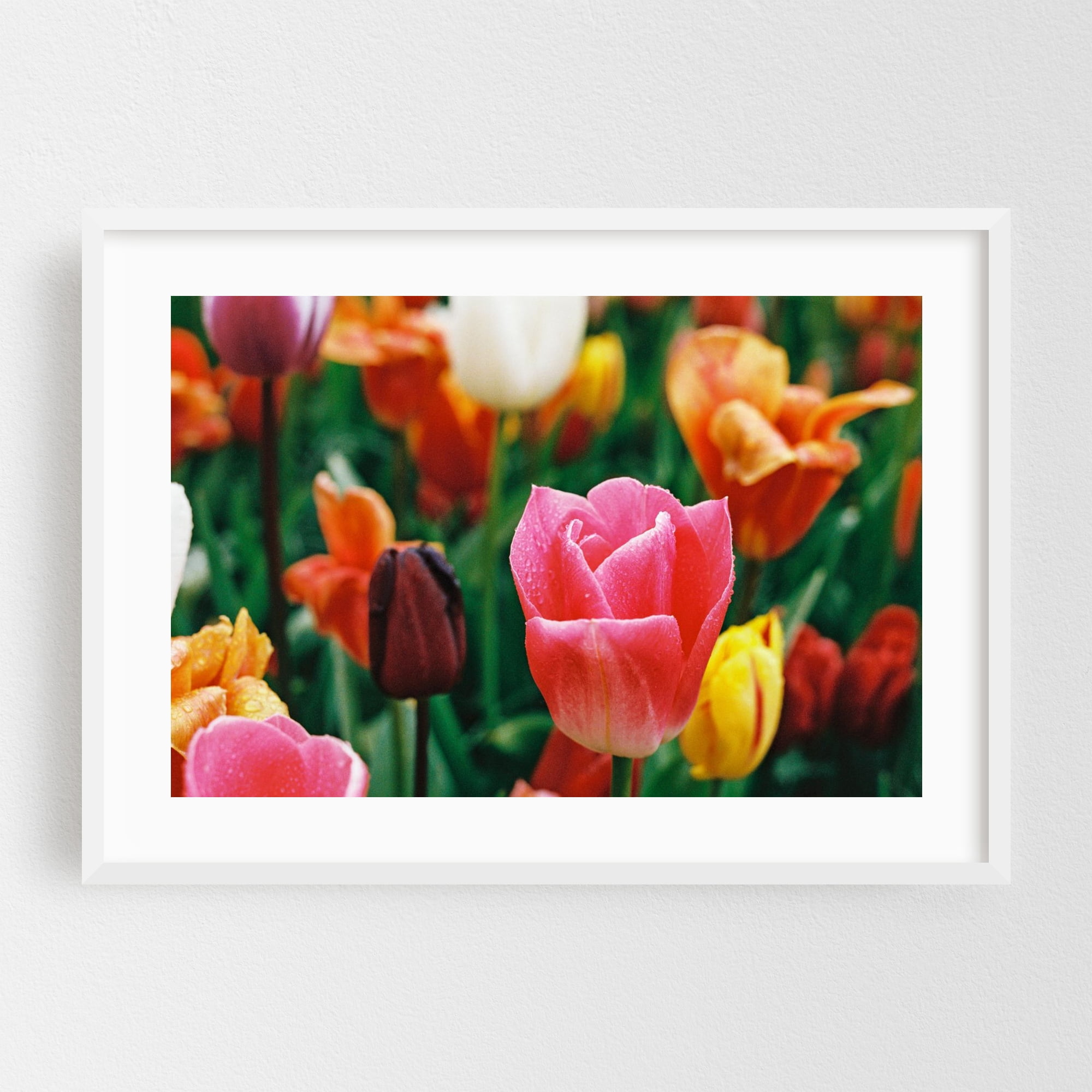 Dutch Tulip Field № 4 - Sassenheim South Holland Netherlands ...