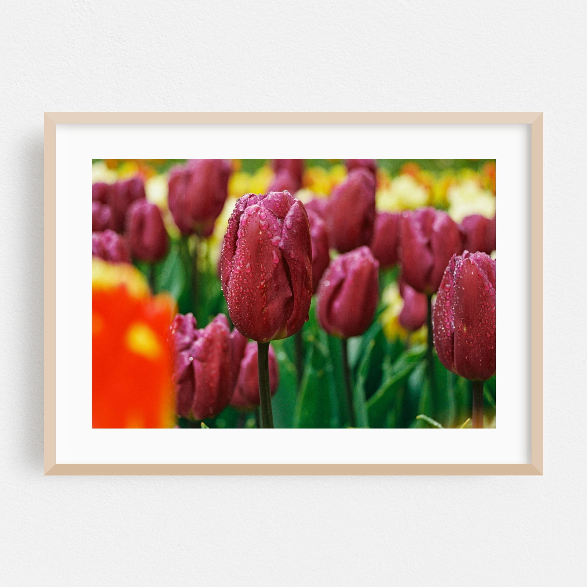 Dutch Tulip Field № 5 - Sassenheim South Holland Netherlands ...