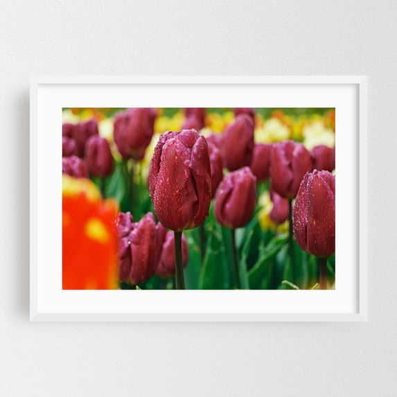Dutch Tulip Field № 5 - Sassenheim South Holland Netherlands ...
