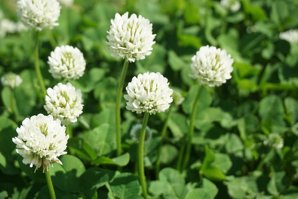 Dutch White Clover Seed - 5 Lbs of Seed - Great from Food Plot, Cover ...