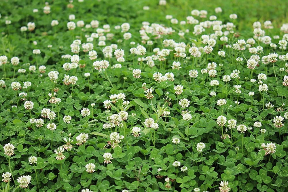 Dutch White Clover Seeds for Planting, Perennial Ground Cover (1/2 ...