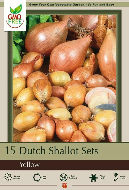Dutch Yellow Shallots - 15 Bulbs - 7/13 cm bulbs - Walmart Business ...