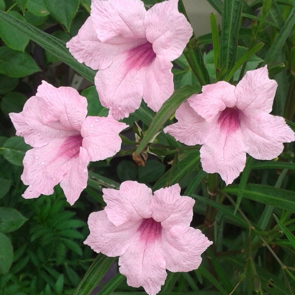 Dwaft Pink Mexican Petunia Plant Live, Live Petunia Plant Outdoor, 4 to ...