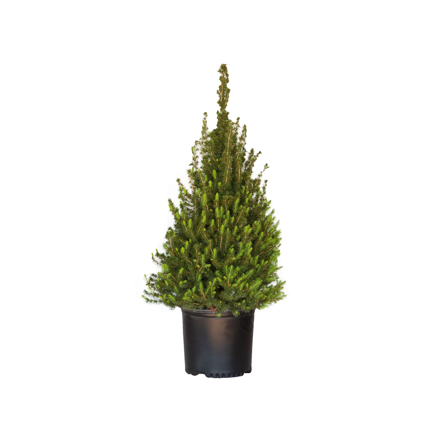 Expert Gardener Dwarf Alberta Spruce (2.5 Gallon) Conical Evergreen ...