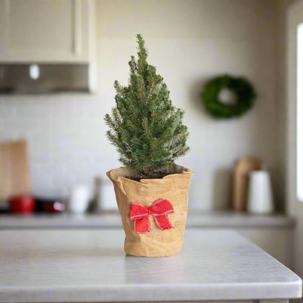 Dwarf Alberta Spruce (2.5 Quart) Conical Evergreen Shrub/Tree - Full ...