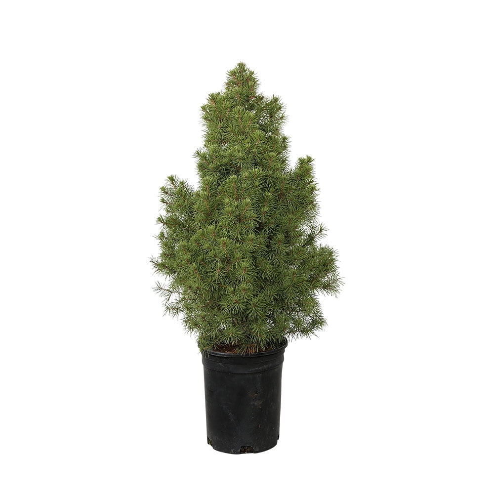 Dwarf Alberta Spruce (2.5 Quart) Conical Evergreen Shrub/Tree - Full ...