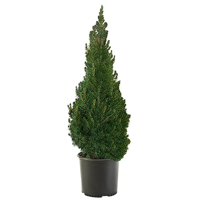 Dwarf Alberta Spruce Live Shrub - Walmart.com