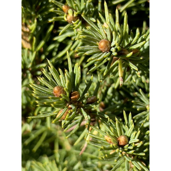 Dwarf Alberta Spruce-Picea glauca 'Conica'-Compact Evergreen for ...