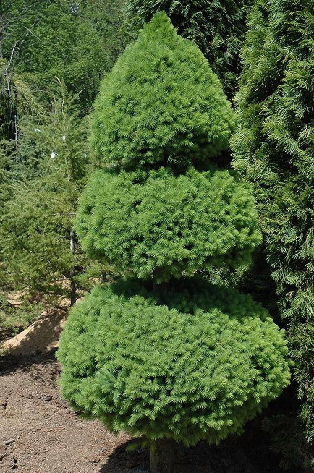 Dwarf Alberta Spruce Pom Form Topiary Picea glauca 'Conica' 2 Pompom ...