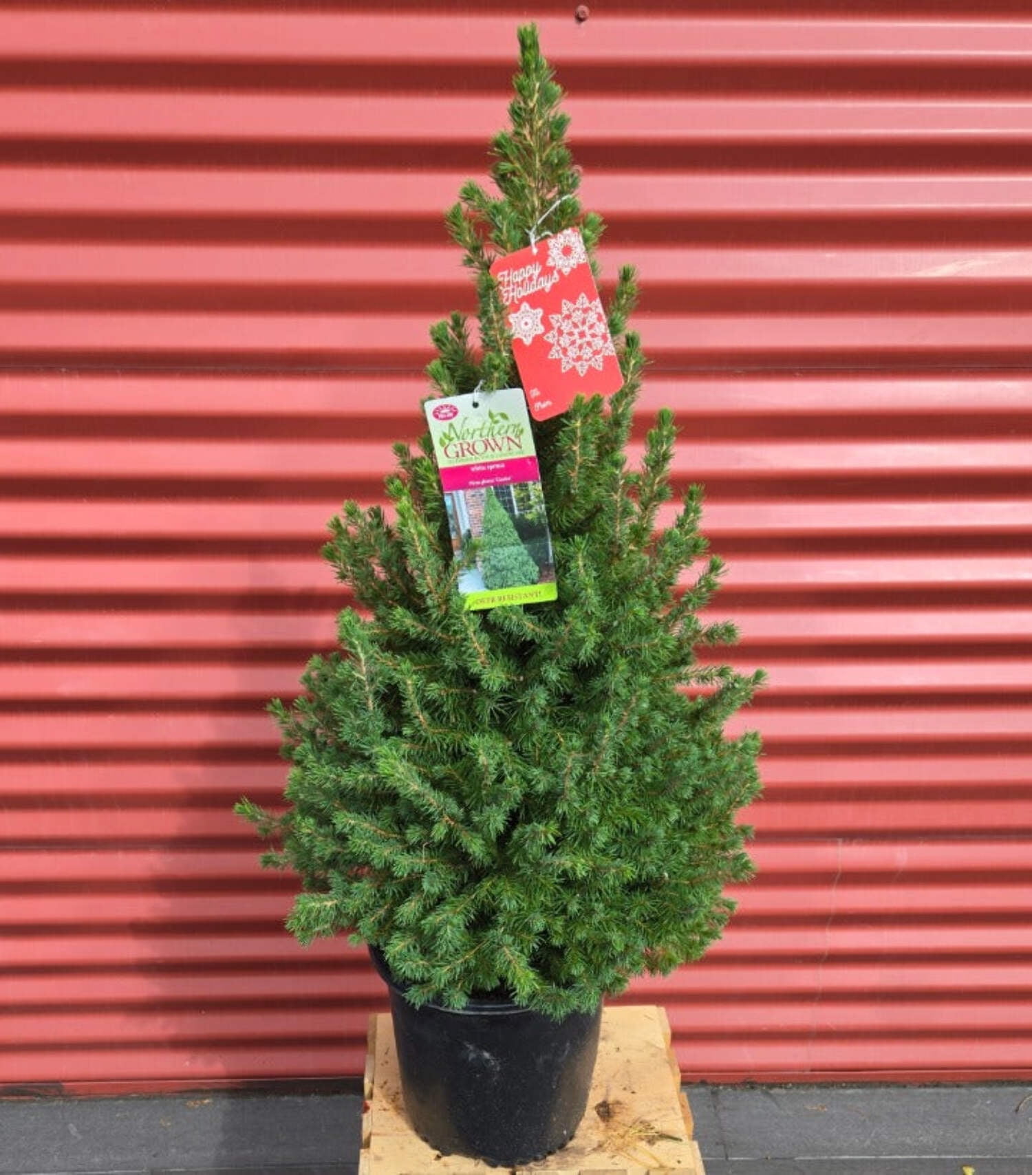 Dwarf Alberta Spruce - Picea Conica | 2 Gallon Size Container - Walmart.com