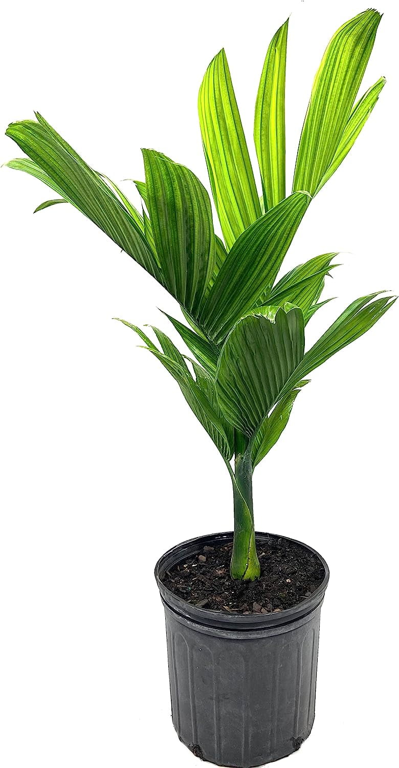 Dwarf Areca Catechu Palm - Live Plant in a 10 Inch Pot - Areca Catechu 'Dwarf' - Breathtaking ...