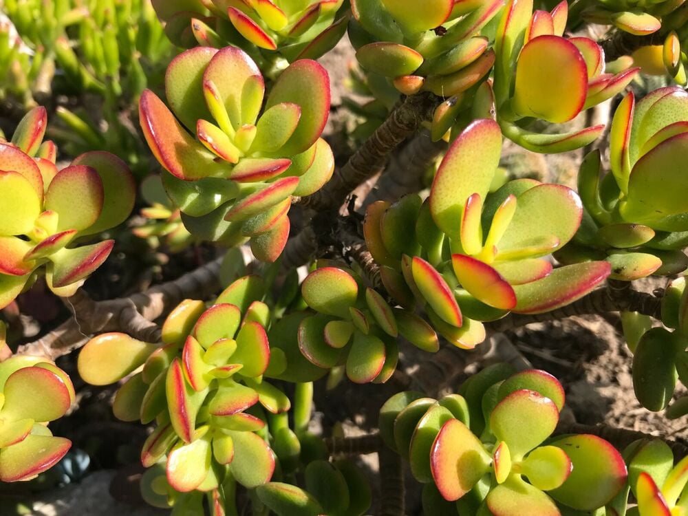 Dwarf Baby Jade Plant-Crassula Ovata Compacta Crosby's Compact Huge 6 ...