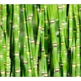CZ Grain Dwarf Equisetum Live Plant (10 Count) - Walmart.com