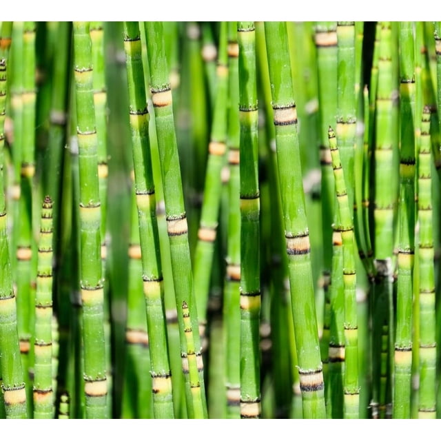 CZ Grain Dwarf Equisetum Live Plant (10 Count) - Walmart.com