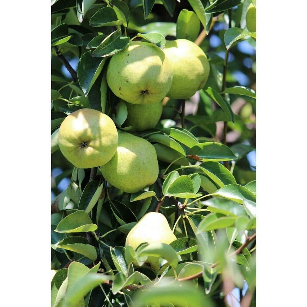 Bartlett Pear Tree Live Dwarf - For Garden & Orchard Bare Root Fruit Tree